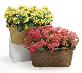 Wholesale Gift Pot Covers | Gift Baskets & Planters
