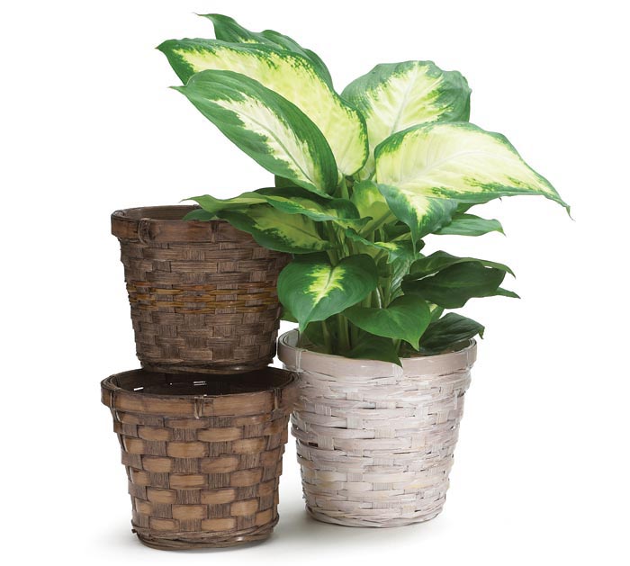 CASE 4" BAMBOO POT COVER ASSORTMENT