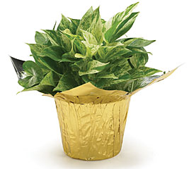 Wholesale Floral Packaging | Floral Trays, Boxes, Tissue